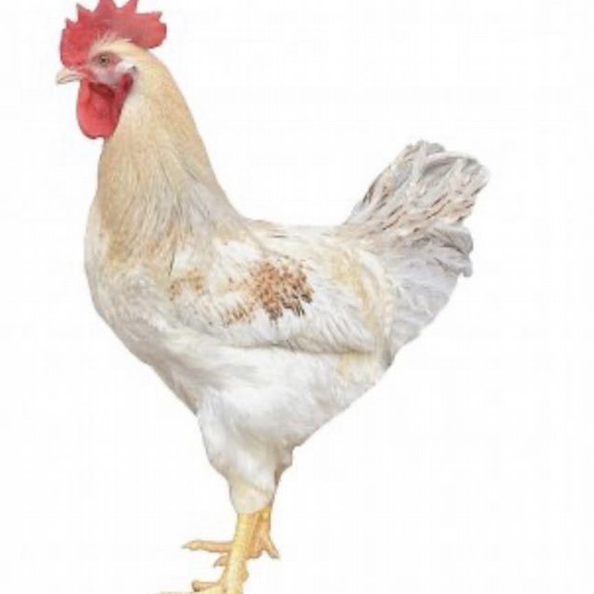 Молодые петухи