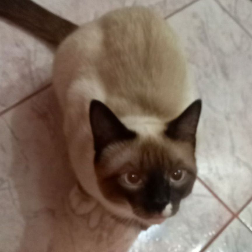 Сиамский, взрослый кот