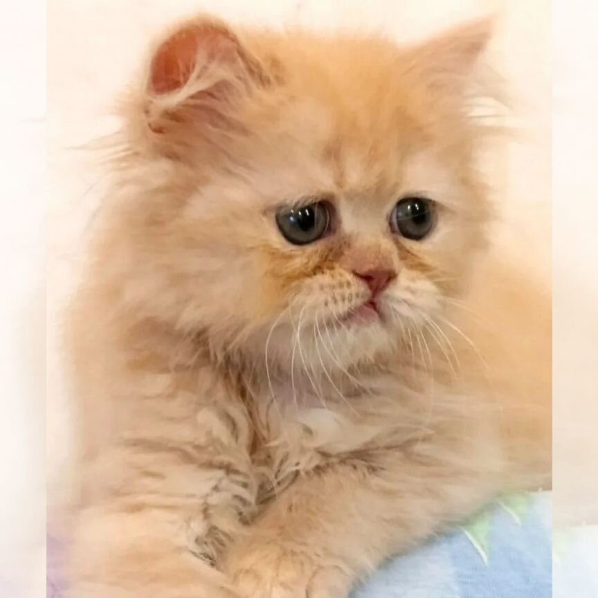 Шотландский прямоухий длинношёрстный котёнок