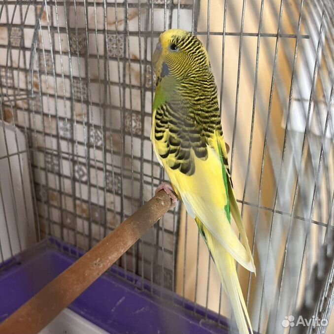 Волнистый попугай самец