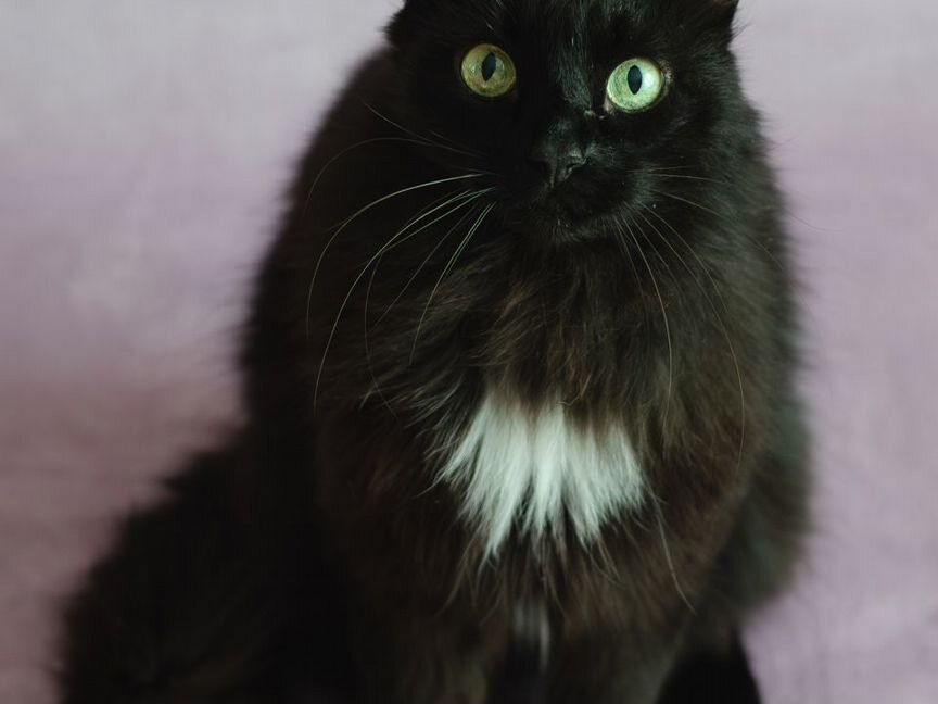 Багира в добрые руки