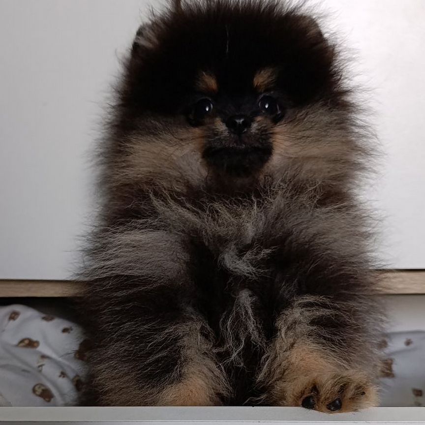 Померанский шпиц, щенок