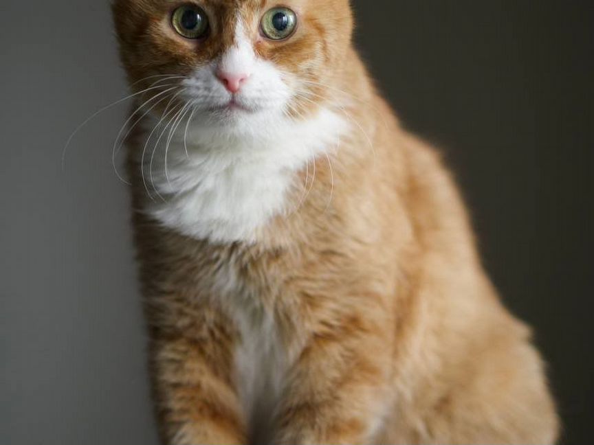 Брутальный кот Честер