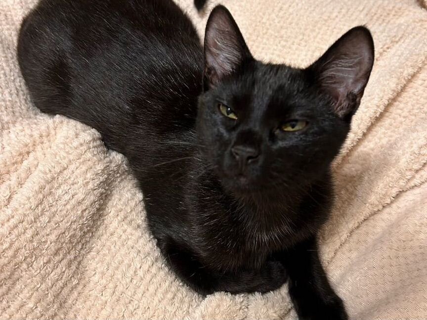 Котенок мальчик черный