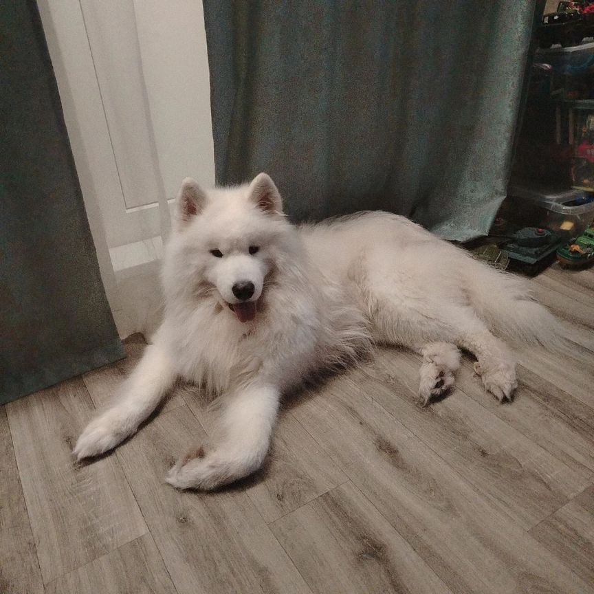 Самоедская собака