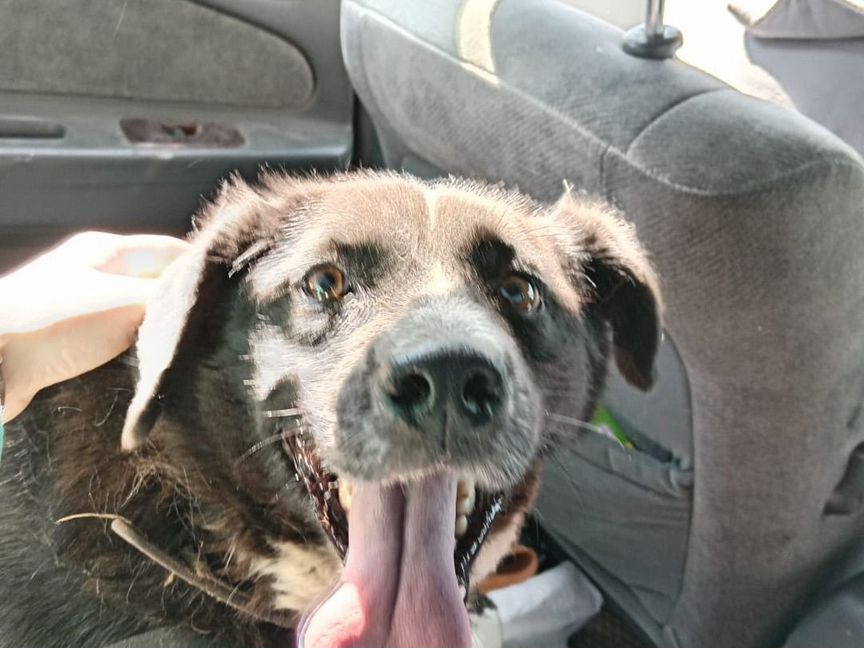 Плюша в добрые руки