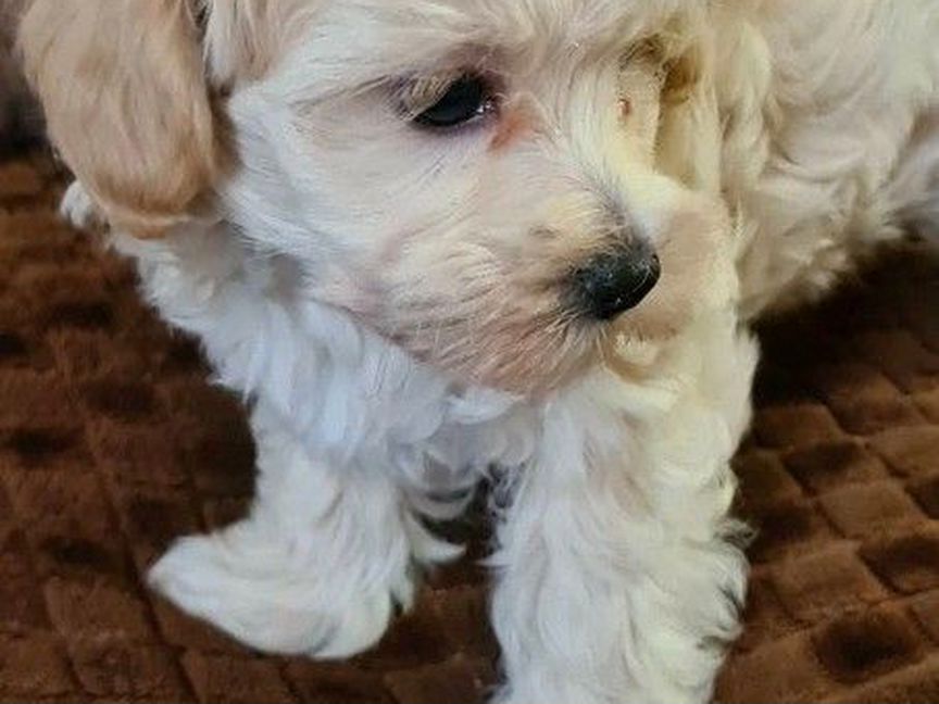 Мальтипушечки