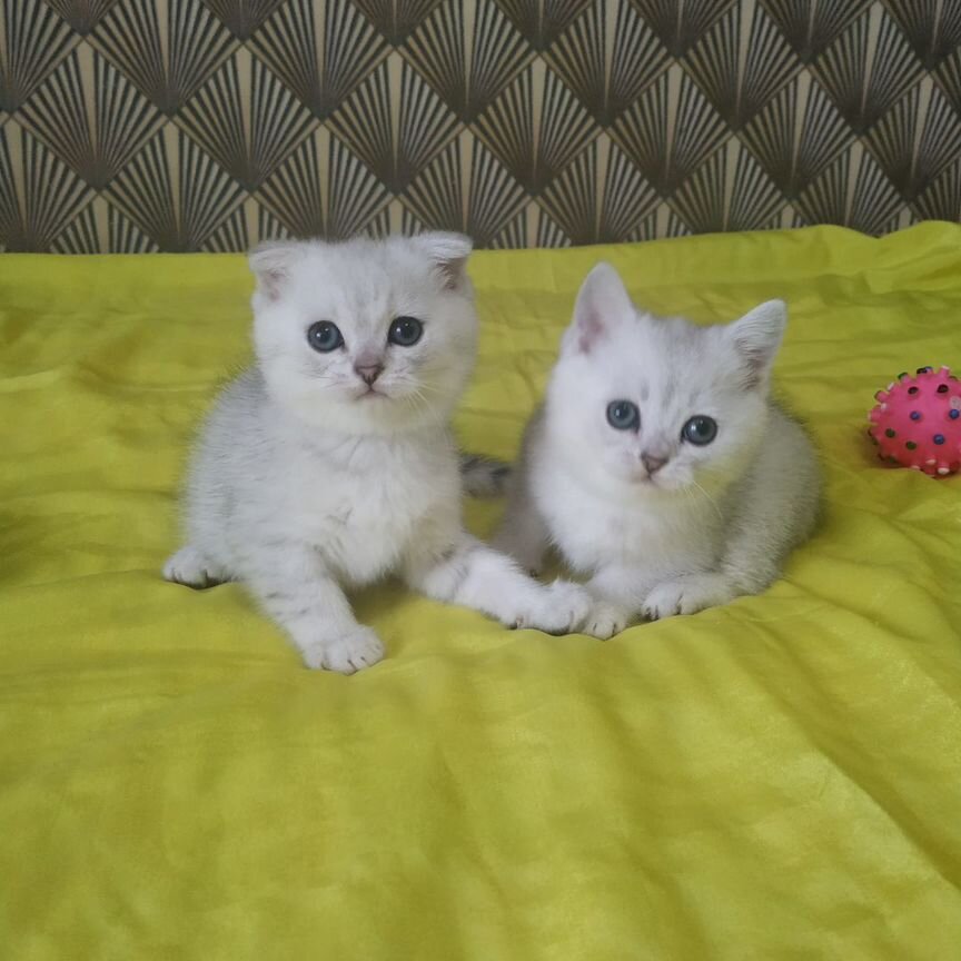 Шотландская