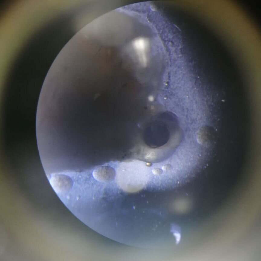 Дафния Моина живая корм для рыбок