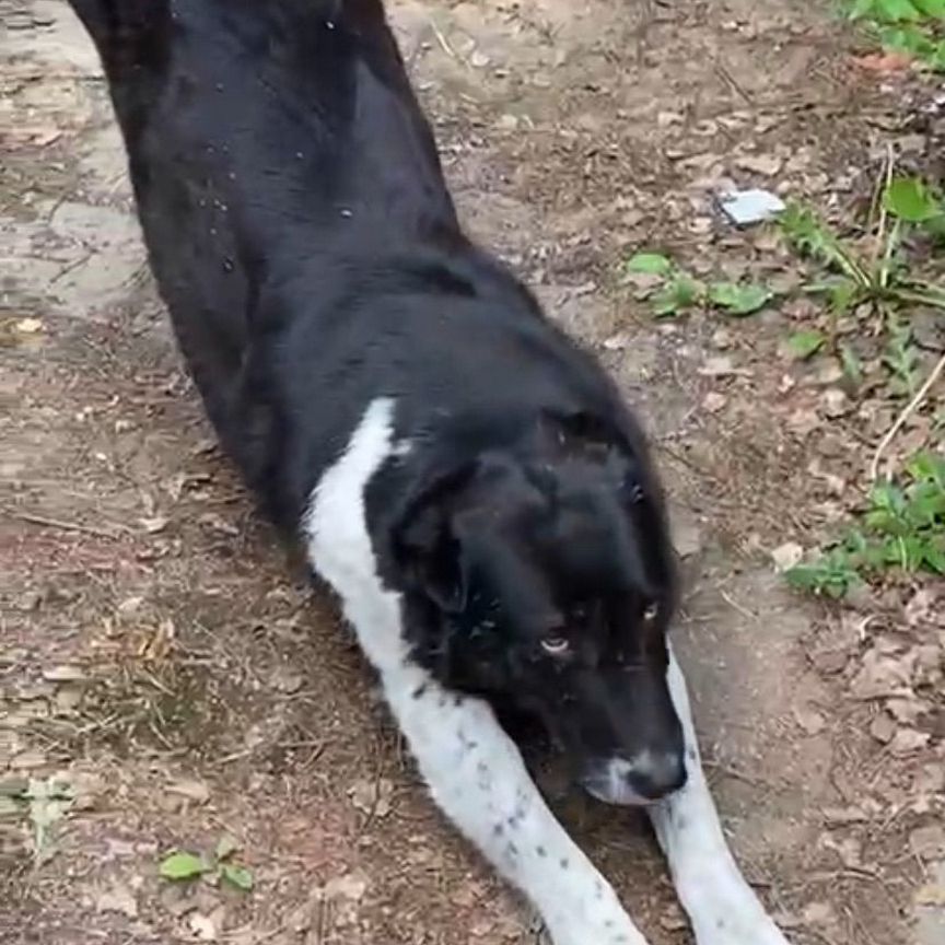 Идеальная собака но одинока