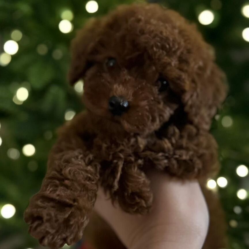 Той-пудель, щенок