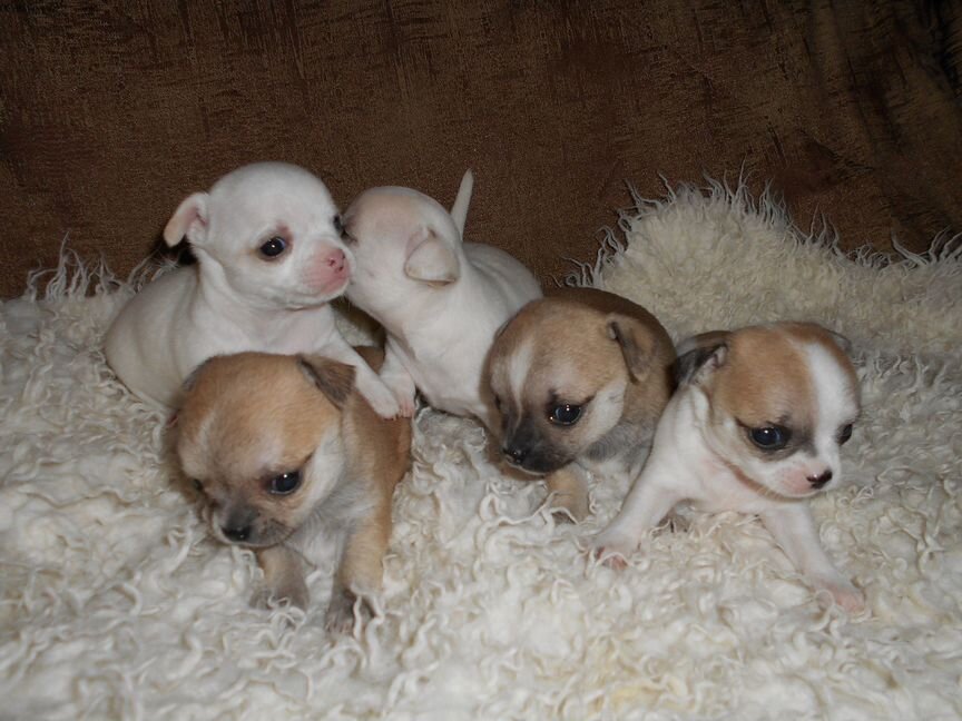 Собаки чихуахуа щенок