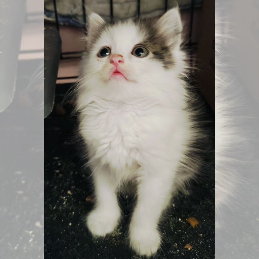 Маленький мальчик 1 мес