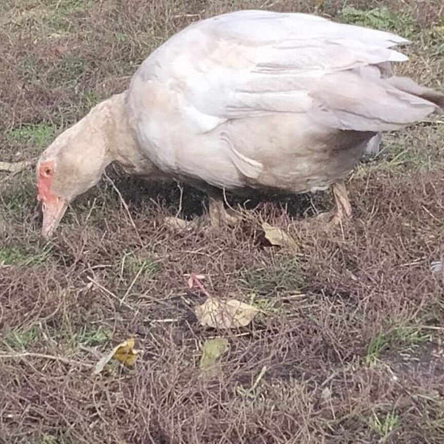 Утки лавандовые