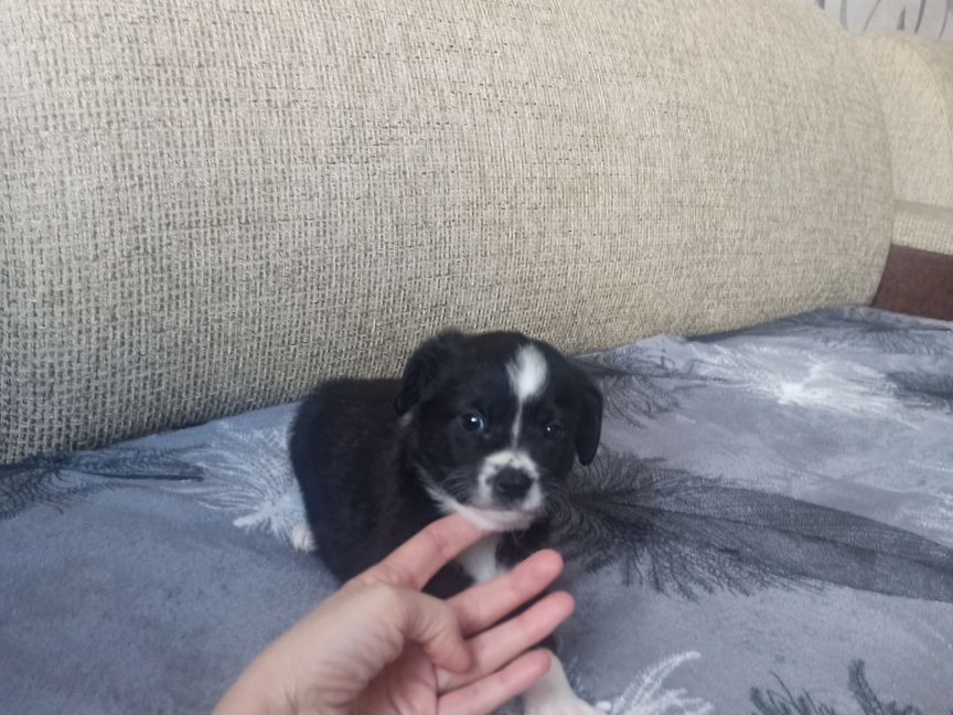 Маленькая собачка