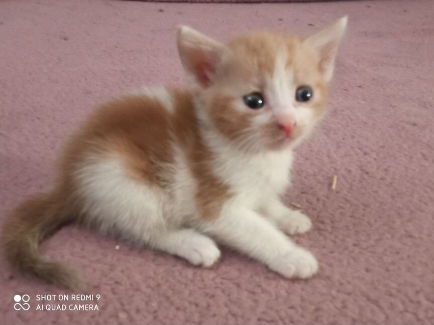 Очаровательные маленькие котята 1 месяц