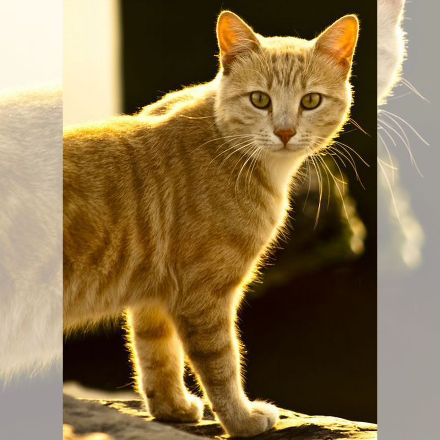 Парола не известно