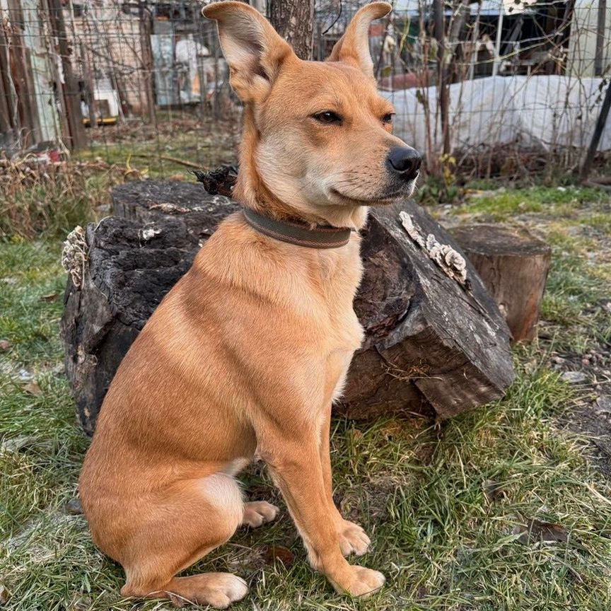 Взрослая собака в добрые руки