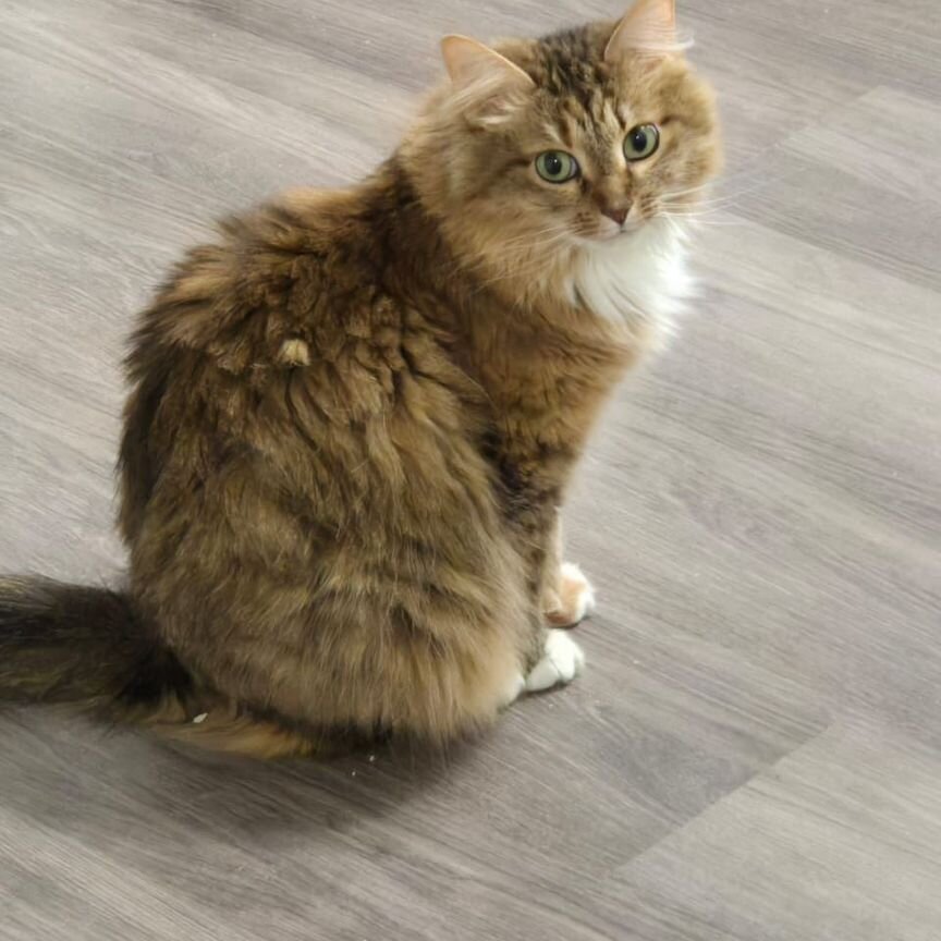 Кошка домашняя Муся