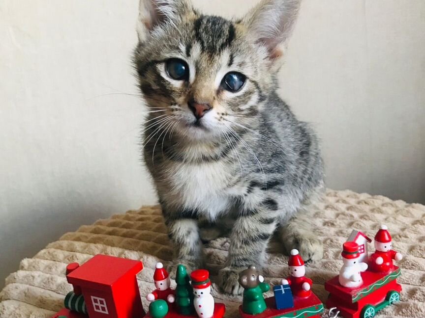 Котенок в добрые руки в дар