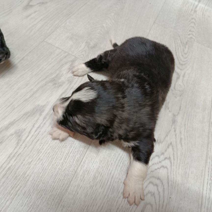 Щенок в добрые руки