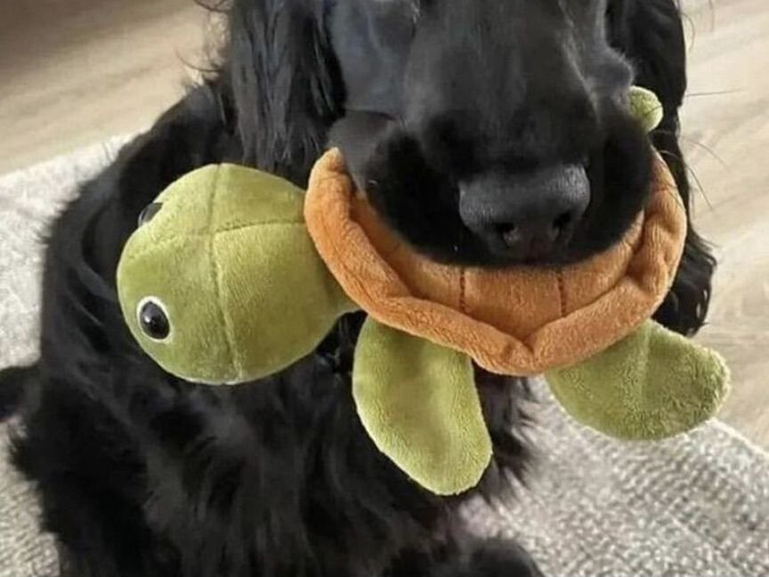 Продаю щенка