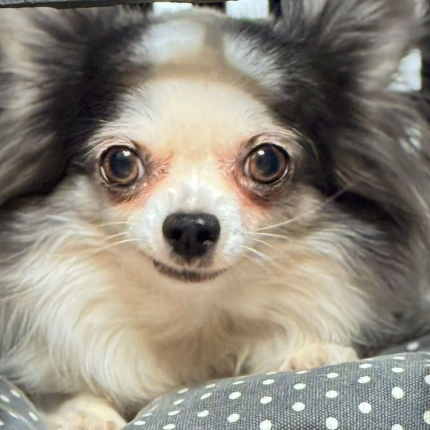 Конура (сундук IKEA) для собаки б/у