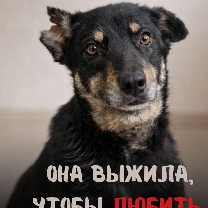 Взрослая собака в добрые руки