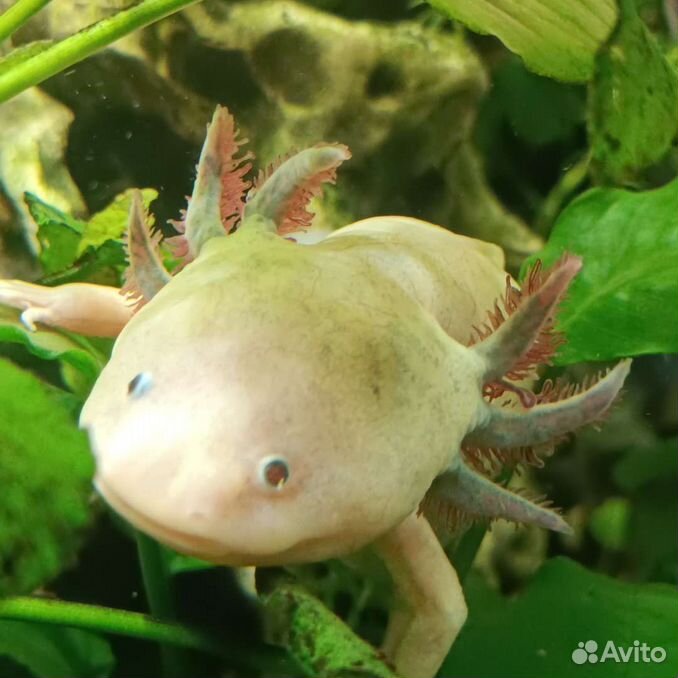 Аксолотль розовый