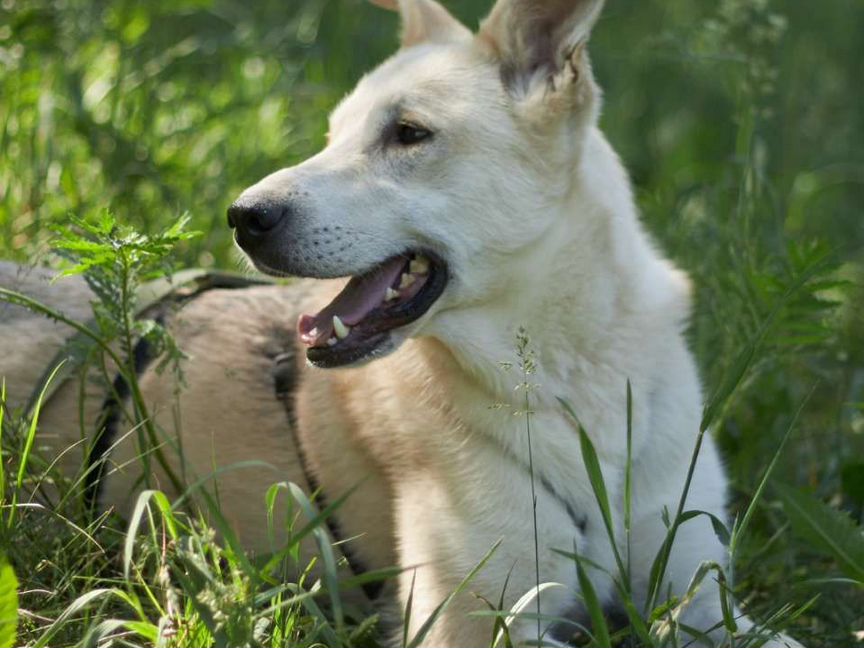 Любознательная Синди ищет дом и семью