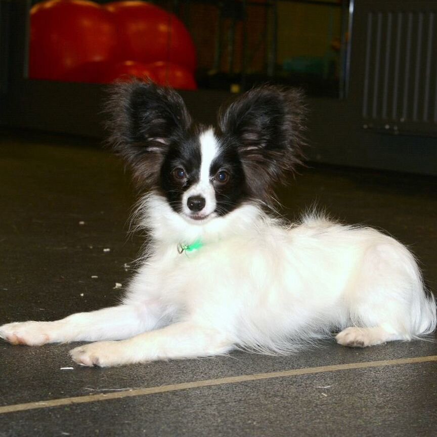 Континентальный той-спаниель папильон, щенок