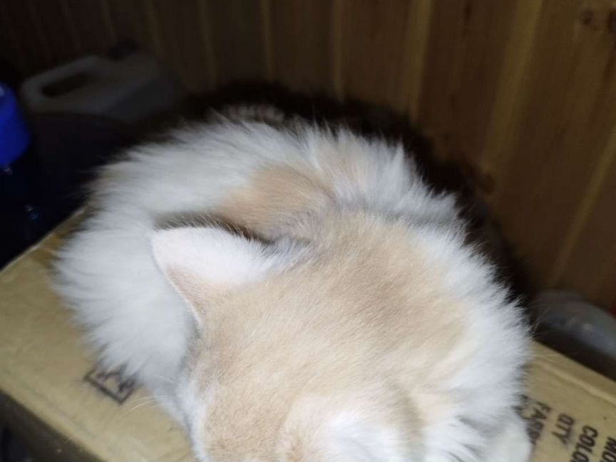 Отдаются котята в добрые руки