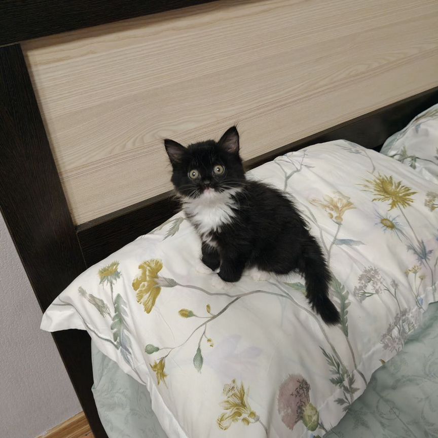 Сибирский котёнок