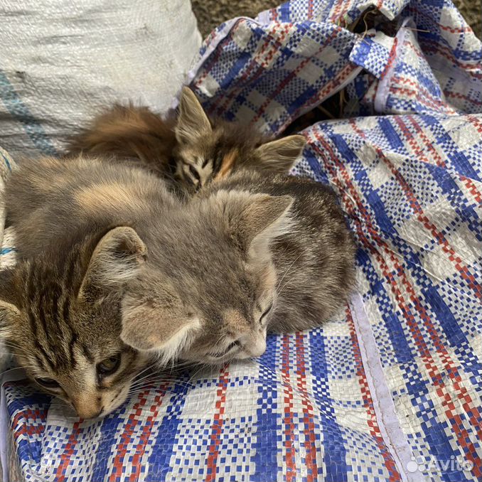 Несчастные котята