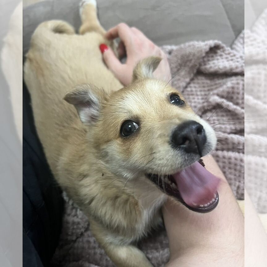 Щенок в добрые руки