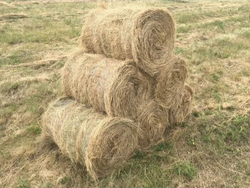 Сено солома