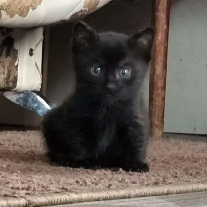 Котята охотники