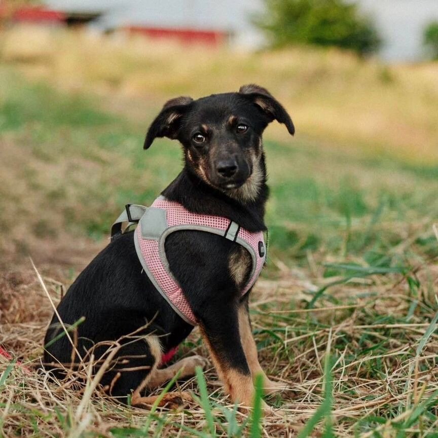 Щенок в добрые руки