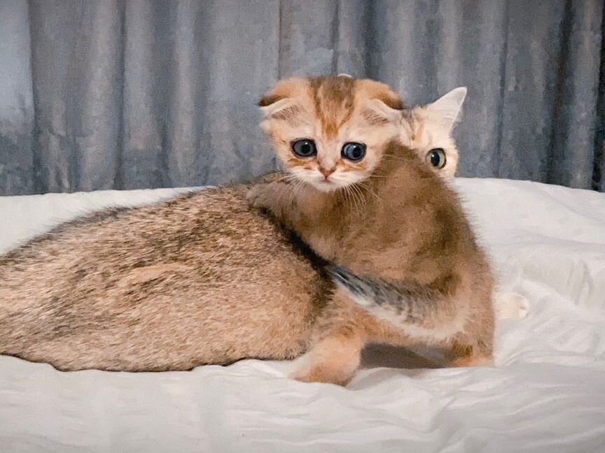 Шотландская