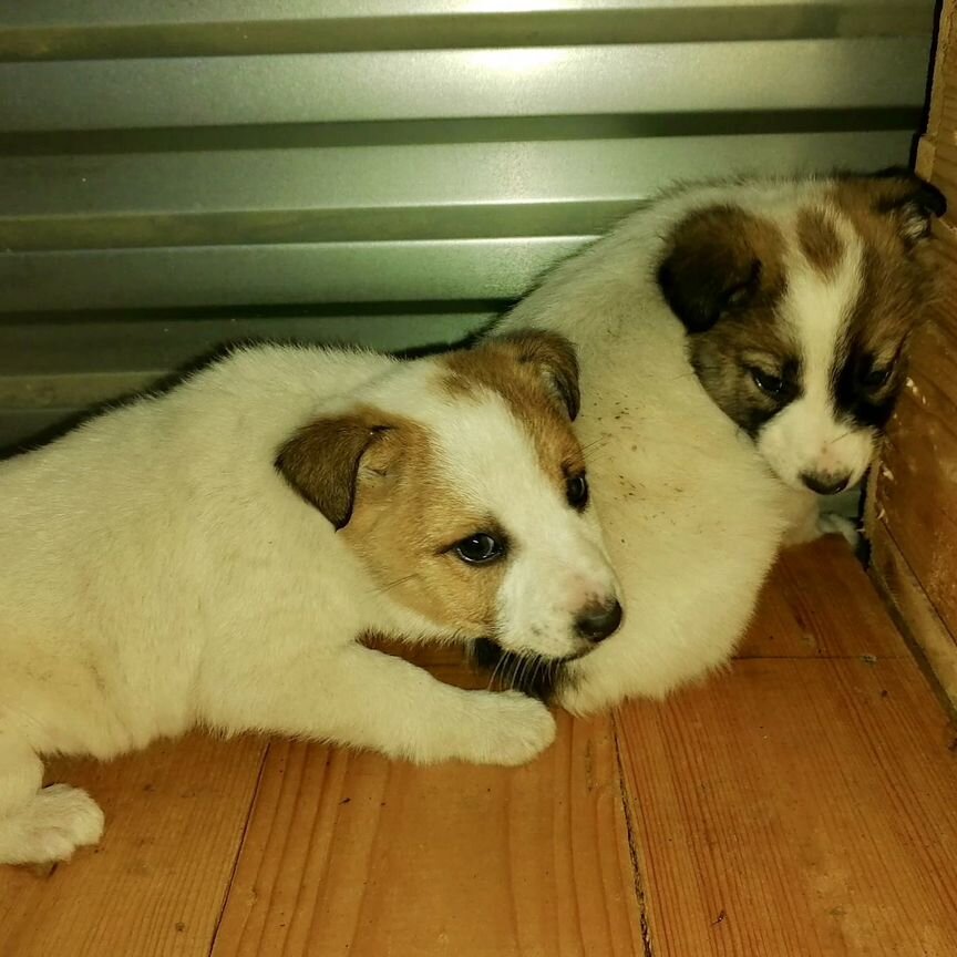 Щенок в добрые руки