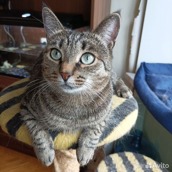 Кошка. Муся. 3 года