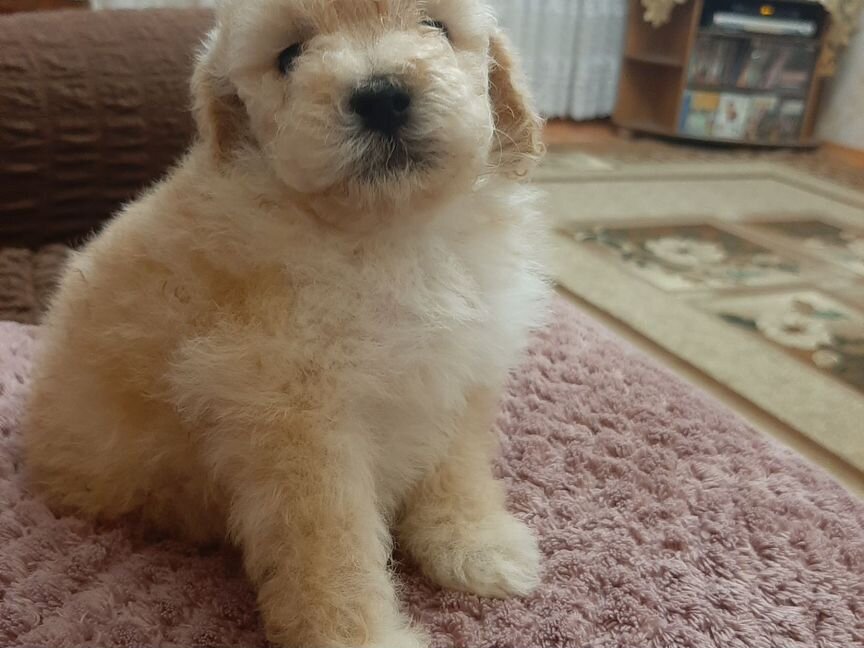 Щенки карликового пуделя