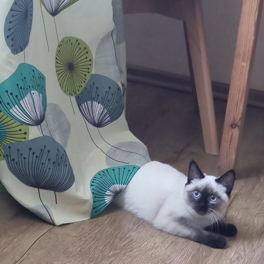 Тайская кошка