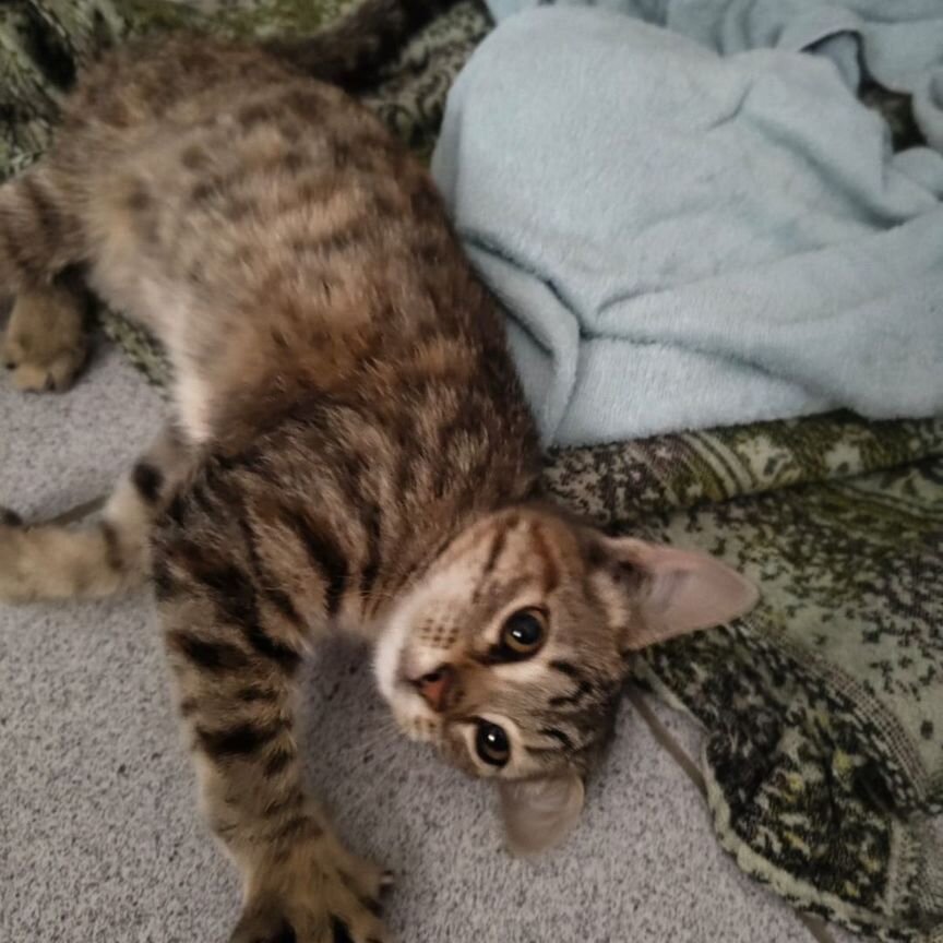 Котёнок в добрые руки