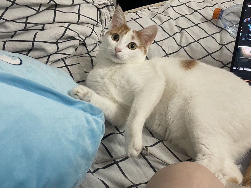 Кошка 1,5 года