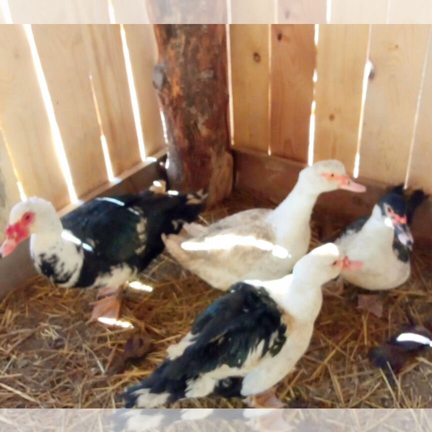 Индоутки на племя