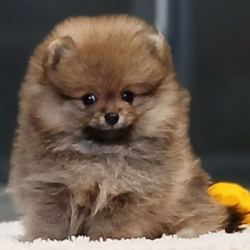 Померанский шпиц, щенок