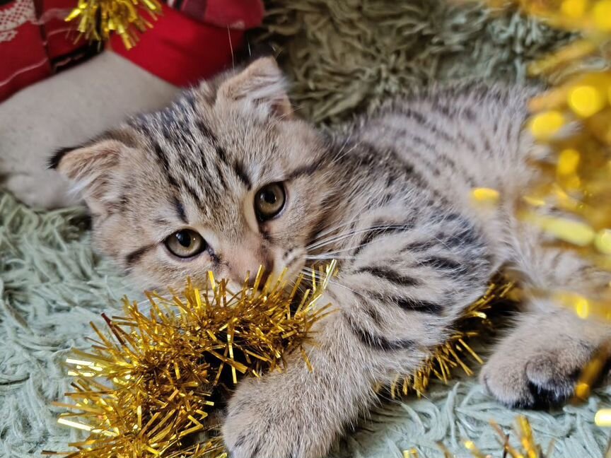 Вислоухий котëнок