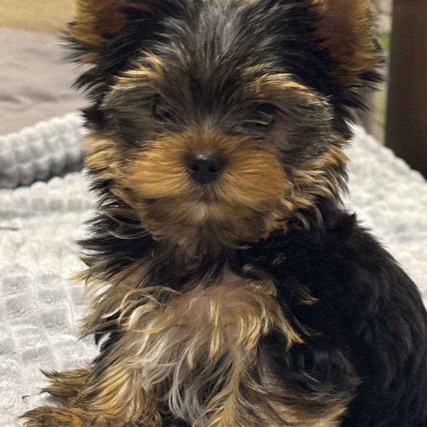 Йоркширский терьер щенки