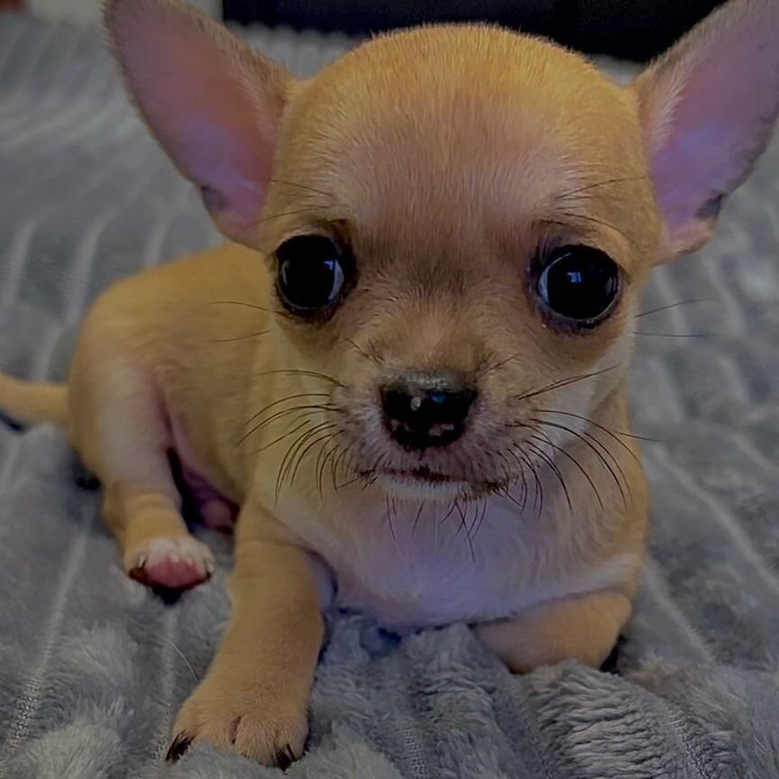 Чихуахуа, щенок